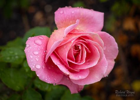 Richard Wayne Photography Flickr