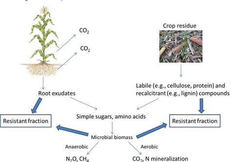 Conceptual Model Showing The Decomposition Of Plant C