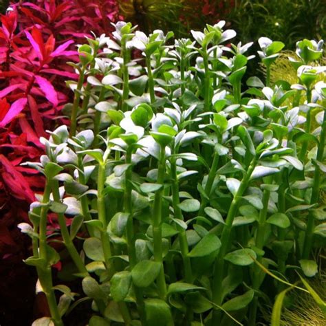 Стебельковые Бакопа Монье или мелколистная (Bacopa monnieri) купить в ...