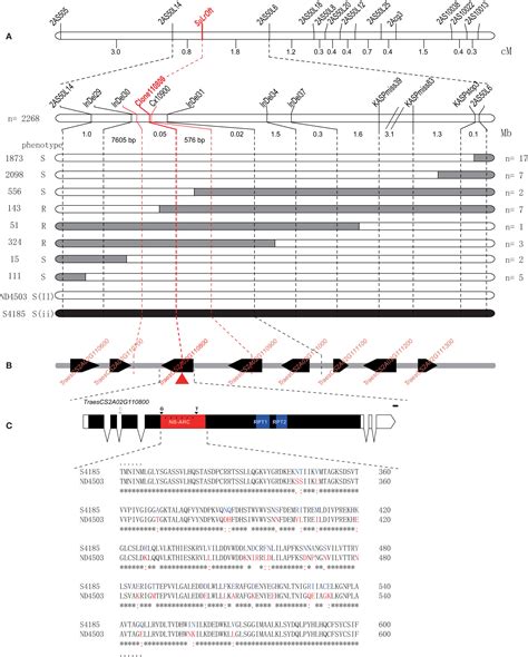 Frontiers Mapping A Leaf Rust Resistance Gene Lroft In Durum Wheat Ofanto And Its Suppressor