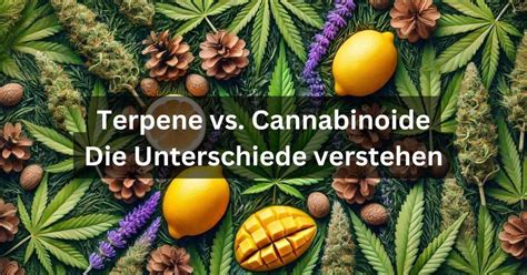 Terpene Vs Cannabinoide Die Unterschiede Verstehen