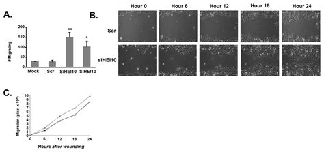 Hei10 Negatively Regulates Cell Migration By Inhibiting Cyclin B Cdk1