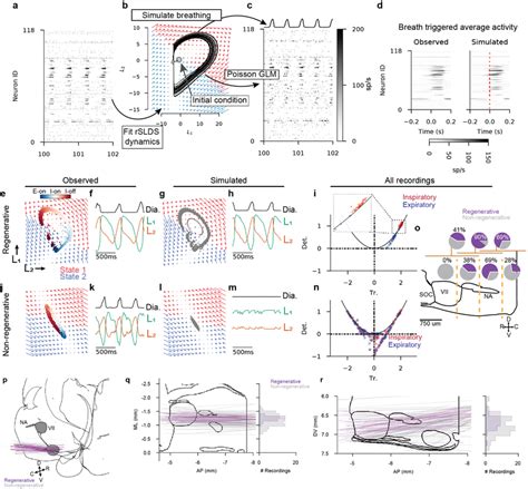 Inspiration And Expiration Follow Alternating Linear Dynamical Systems