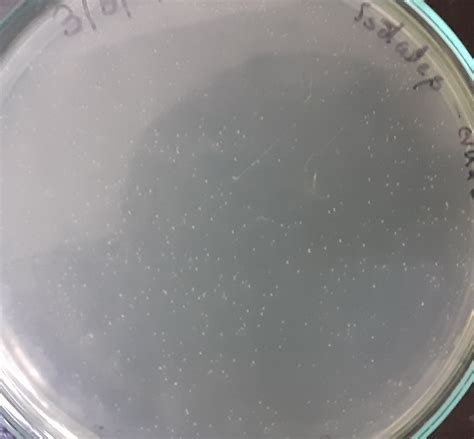 Can This Be A LAB Bacteria It Has Been Grown On MRS Media ResearchGate