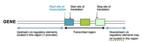 Lecture Transcription Flashcards Quizlet
