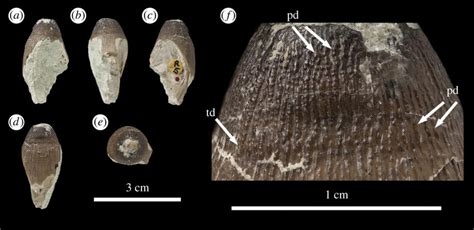 Machimosaurus Hugii Nhmuk Pv R5 Referred Specimen Fourth Of The Four