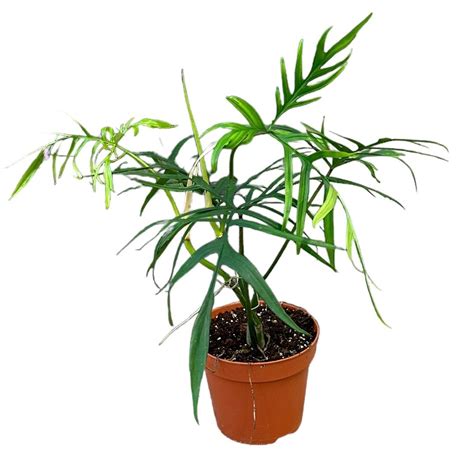 Philodendron Polypodioides — Plant Wholesale Floraccess