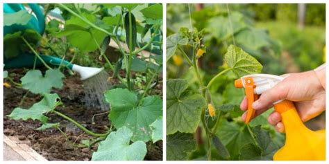 Як правильно поливати огірки по листю або під корінь