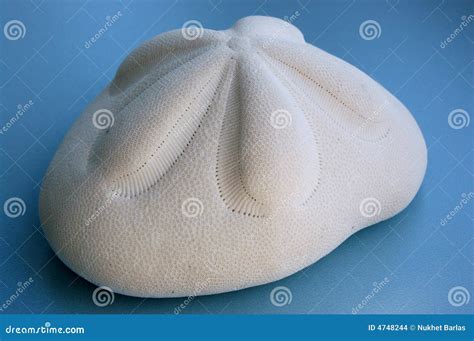 Ciérrese Encima De La Galleta De Mar Foto De Archivo Imagen De Arena