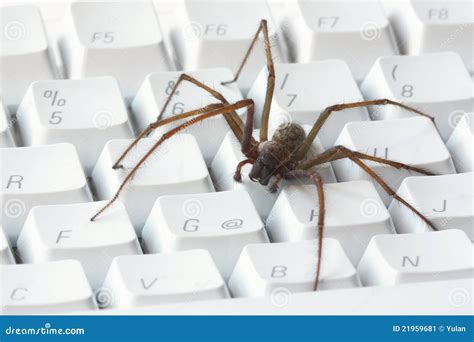 A Spider On White Computer Keyboard Stock Image Image 21959681