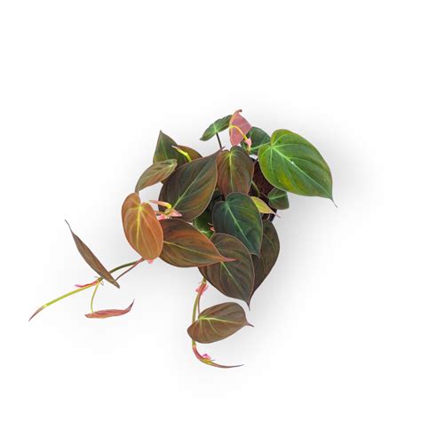 Philodendron Scandens Subsp Micans Biljka