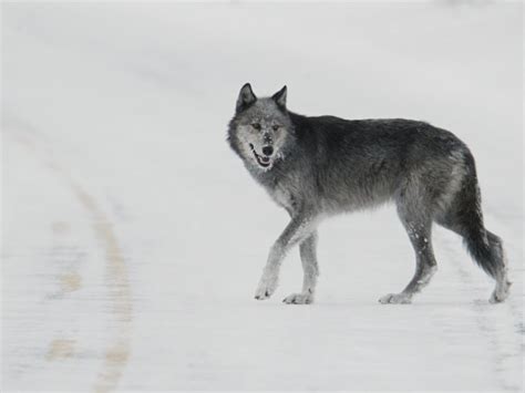 Video Corroborates Key Aspects Of Wyoming Wolf Abuse Allegations
