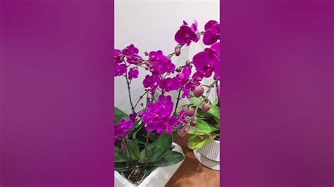 서양 호접란이 아름답게 피고 있습니다 서대3동 까페에서 Youtube