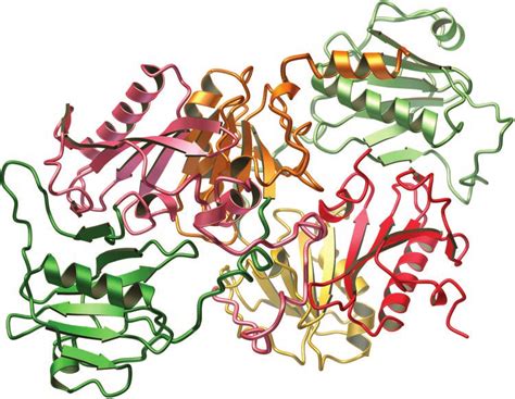 A Ribbon Diagram Of The Atomic Structure Of Inactive Gelsolin Showing