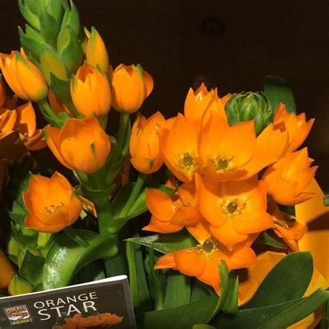 Orange Star Plant Information Learn About Orange Star Plant Care