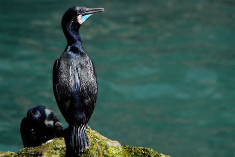 Brandts Cormorant Island Of The Blue Dolphins U S National Park