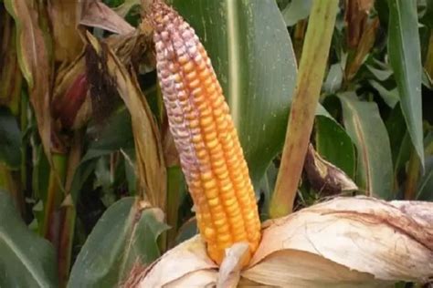 Diseases And Pests Of Corn Healthy Food Near Me