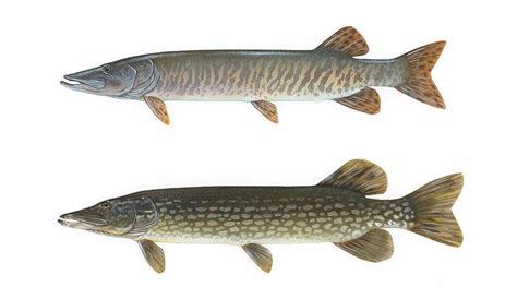 Muskie Vs Pike An Anglers Guide Outdoor Life