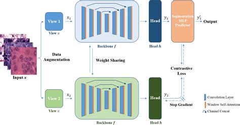 Figure 1 From The Contrastive Network With Convolution And Self
