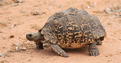 200000 Free Terrestrial Plant And Plant Images Pixabay