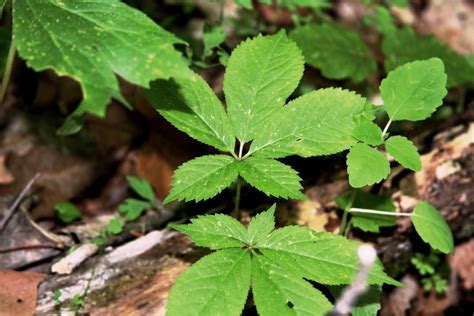 What Does A Ginseng Plant Look Like Wild Ozark Ginseng Nursery