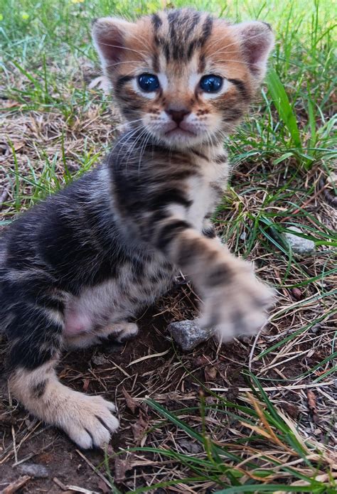 My New Kitten Rkitten