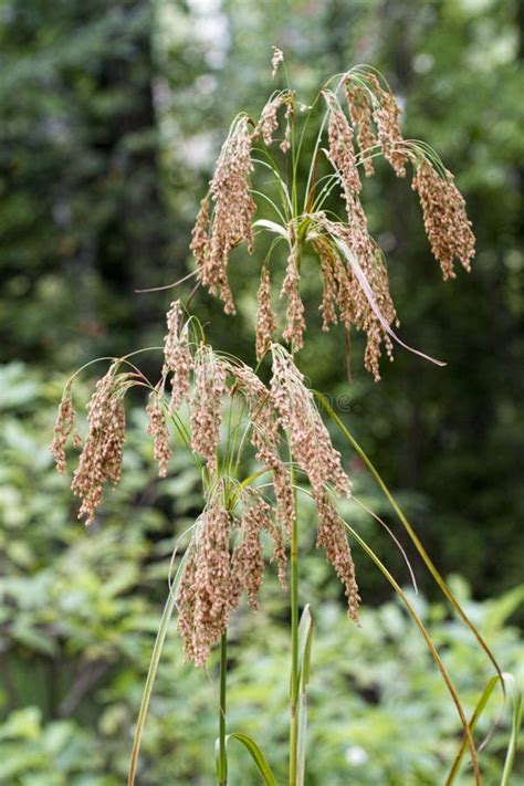 Wild Woolgrass Scirpus Cyperinus Stock Image Image Of Paws Bulrush 249565307