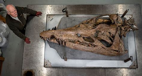 Men Discover Perfectly Preserved Skull Of Prehistoric Predator That