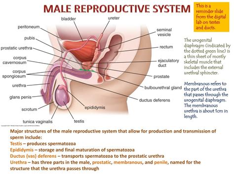 Ppt Male Accessory Glands And Penis Digital Laboratory Powerpoint