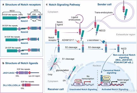 Notch Signaling Notch信号通路 Csdn博客