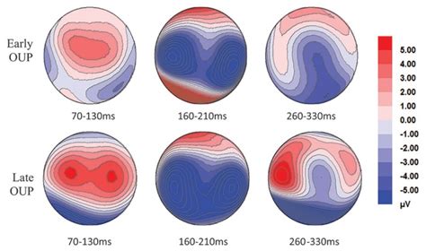 Topographic Scalp Maps For Early And Late Oup Words Download High