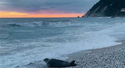 Balene Foche E Granchi Blu Gli Alieni Nel Nostro Mare Ladriatico