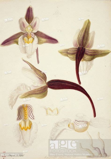 Orchid Flower Diagram