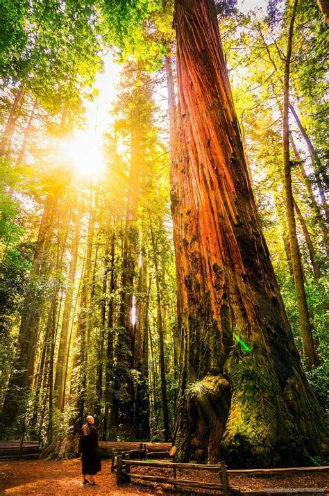 Top 10 Interesting Facts About The Redwood National And State Parks