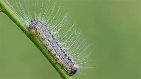 Waar Is De Eikenprocessierups Goed Voor Vroege Vogels Bnnvara