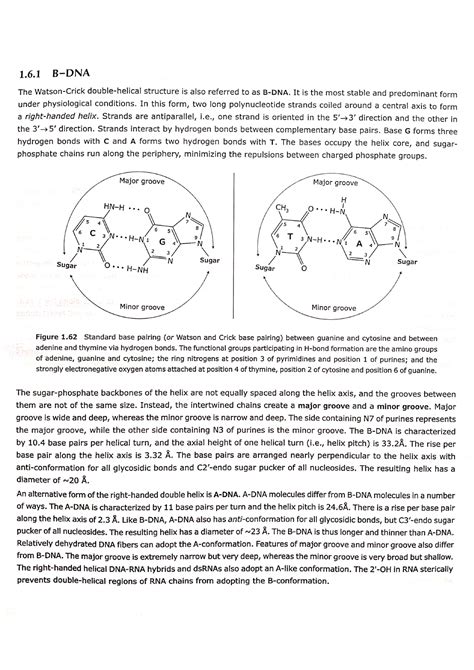 B DNA To Know About B DNA Cell Biology Studocu