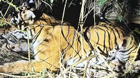Suspected Killer Tiger Captured Star Of Mysore