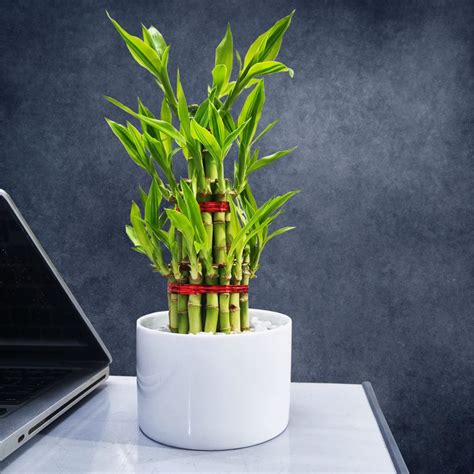Lucky Bamboo