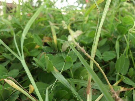 Grass N Leaf Stock Image Image Of Leaf Backyard Grass 130582289