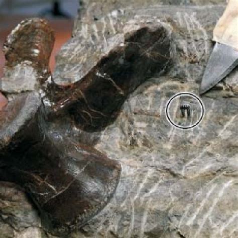 Pdf First Jurassic Mammals Of Germany Multituberculate Teeth From