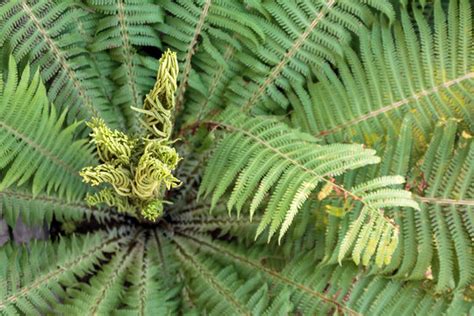 Filicales Bilder Bläddra Bland 1745 Stockfoton Vektorer Och Videor