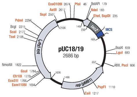 Thermo Scientific™ Puc18 Puc19 Dna 50μg Gevonden Produkten Fisher