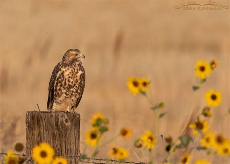 Immature Swainsons Hawk Golden Light And Common Sunflowers Mia