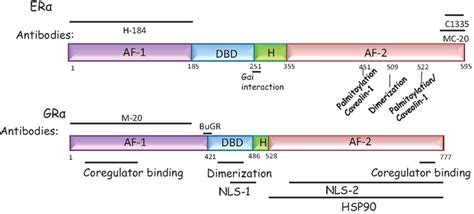 domain structure of the erα and the grα erα and grα are classical