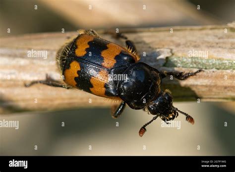 Common Sexton Beetle Nicrophorus Vespilloides A Brightly Coloured Burying Beetle Species Uk