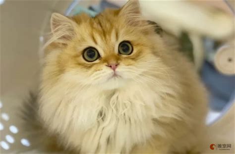 金渐层11色12色的区别是什么 怎么区分唯宠网