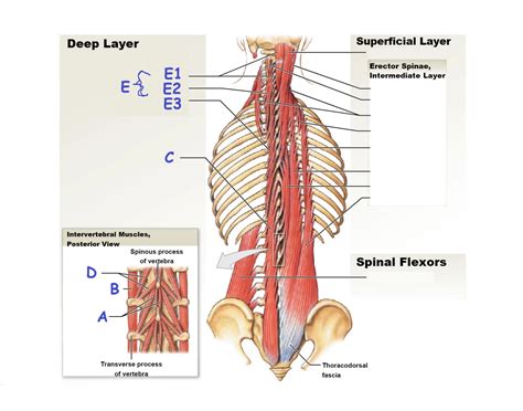 Transversospinalis Quiz