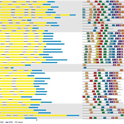 Genomic Structure Left And Conserved Gene Motifs Right Of The 45 Download Scientific