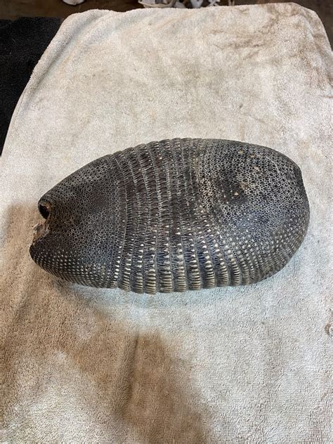 Armadillo Shell Etsy