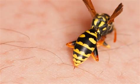 Are Wasps Venomous Bee Vs Wasp Sting Venom Truth And Chemical Myths